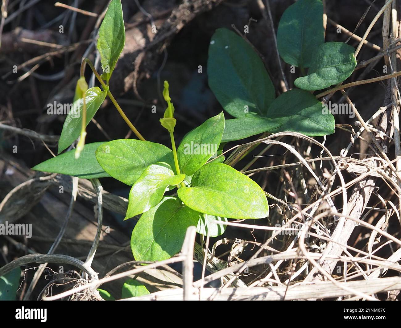 skunk vine (Paederia foetida Stock Photo - Alamy