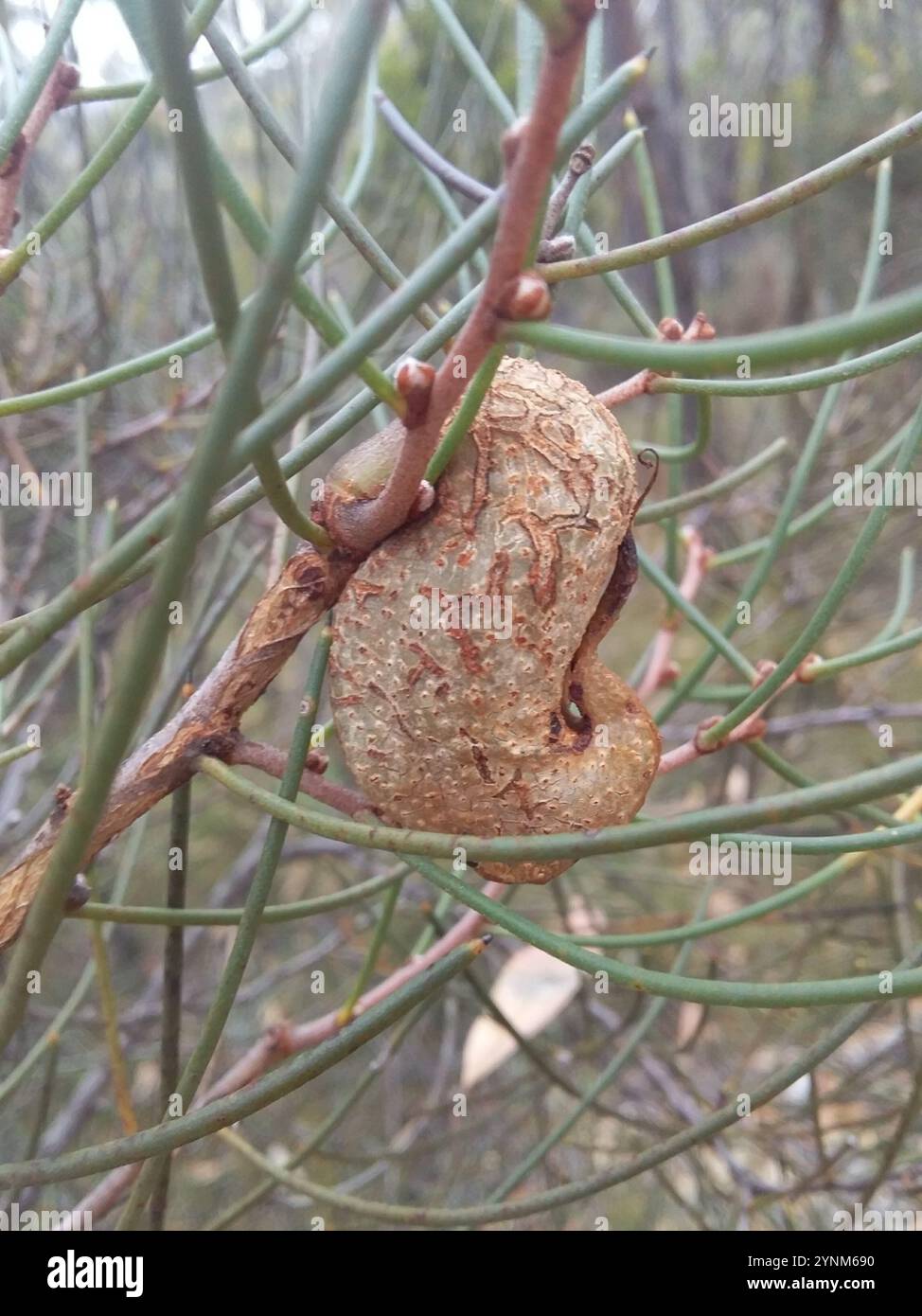 Beaked Hakea (Hakea rostrata Stock Photo - Alamy