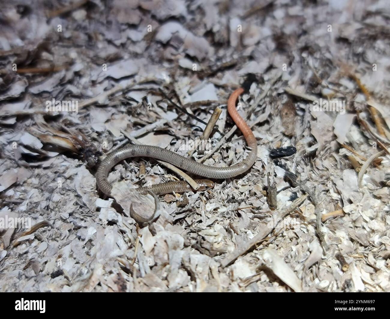 Aprasia inaurita hi-res stock photography and images - Alamy