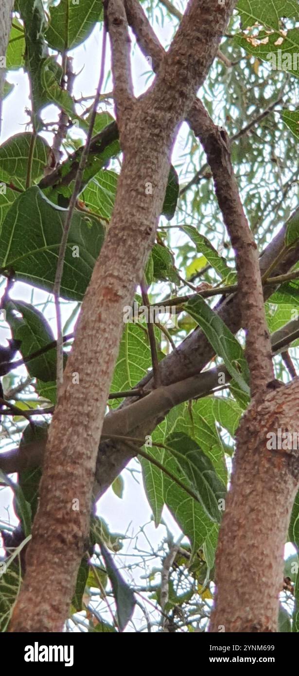 White fig (Ficus virens Stock Photo - Alamy