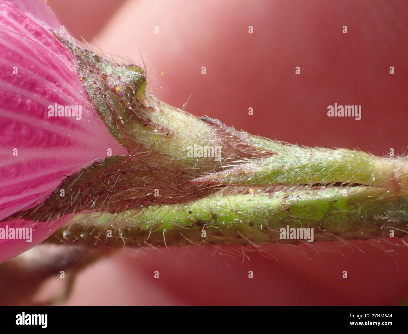 Dwarf Checkerbloom (Sidalcea malviflora malviflora Stock Photo - Alamy