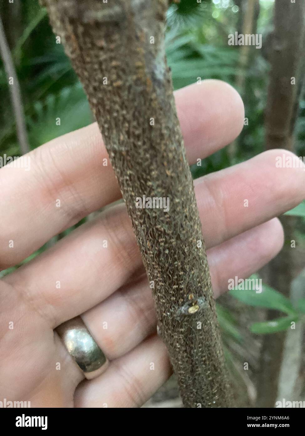 Blackbead (Pithecellobium keyense Stock Photo - Alamy