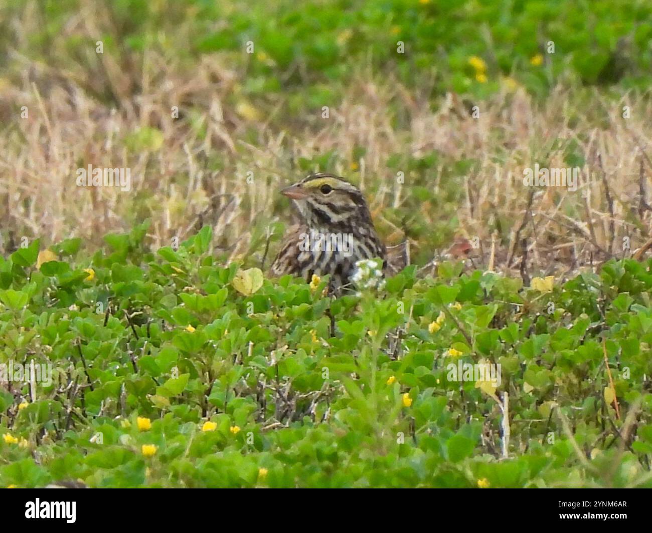 Savannah Sparrow (Passerculus sandwichensis Stock Photo - Alamy