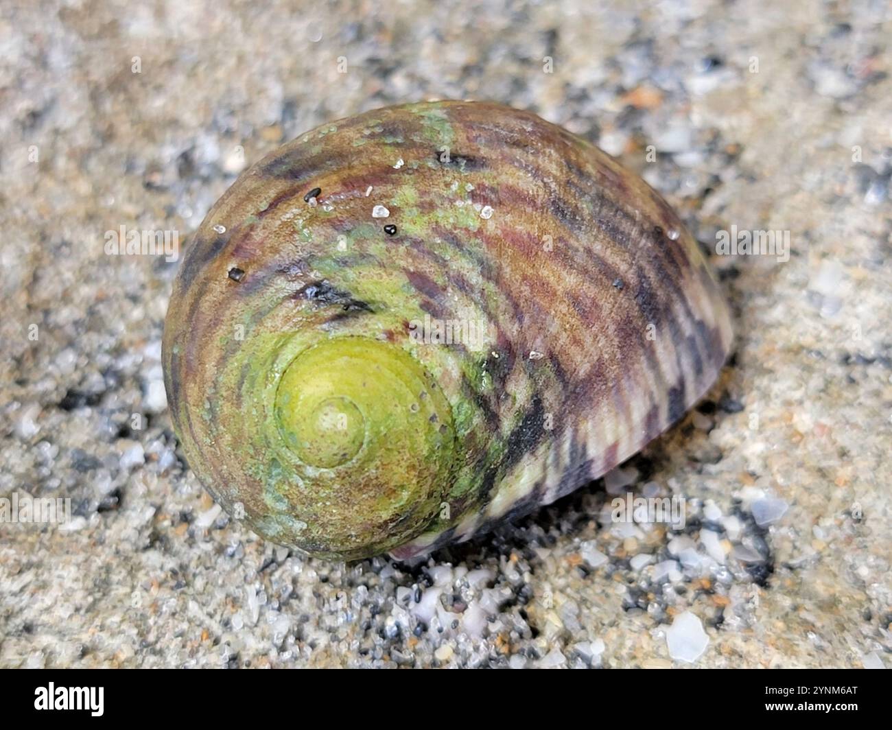 Bleeding Tooth Nerite (Nerita peloronta Stock Photo - Alamy