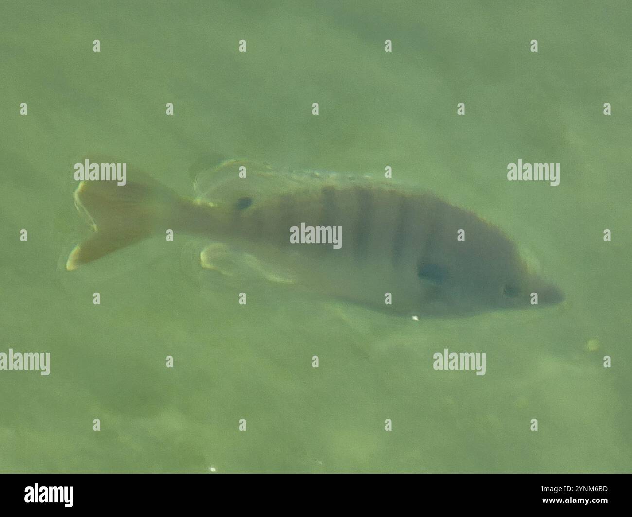 Coppernose Bluegill (Lepomis macrochirus purpurascens Stock Photo - Alamy