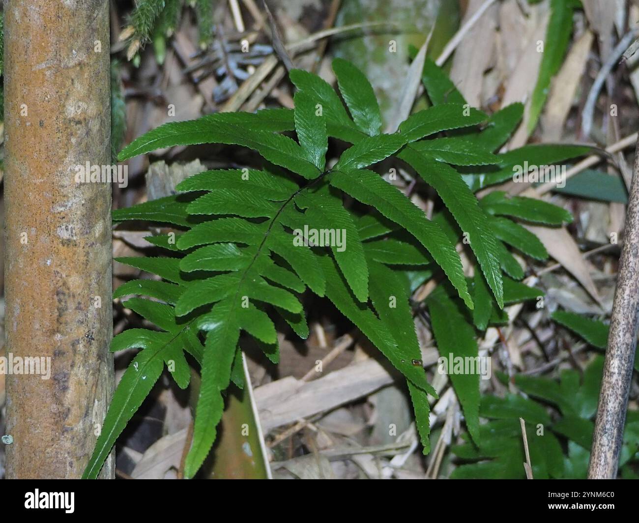 Semi-pinnated Brake (Pteris semipinnata Stock Photo - Alamy