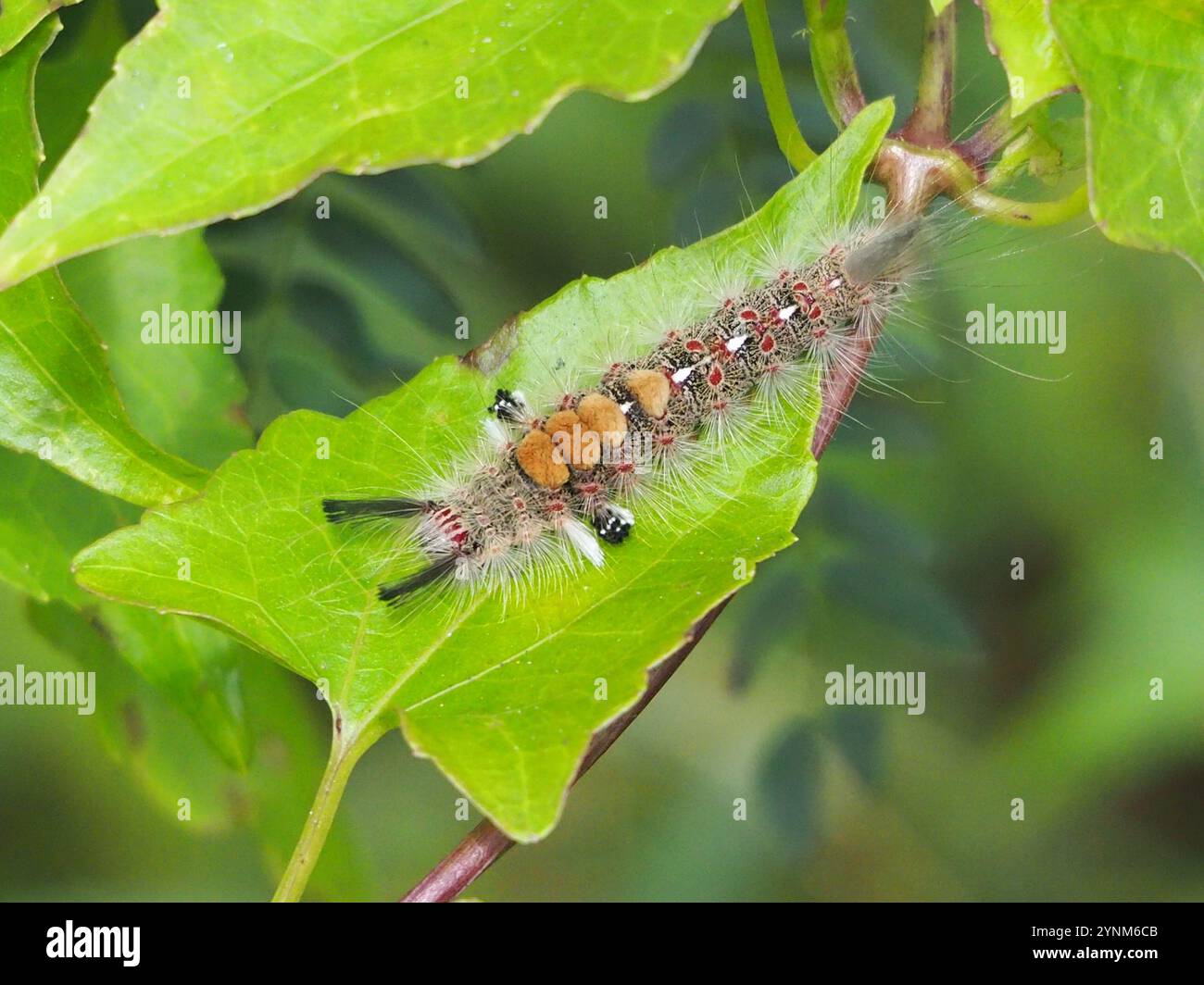 Brown Tussock Moth (Olene mendosa Stock Photo - Alamy