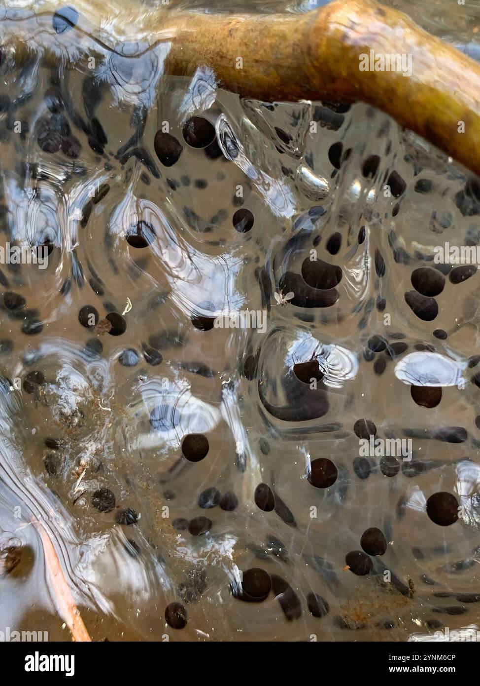 Northern Red-legged Frog (Rana aurora Stock Photo - Alamy