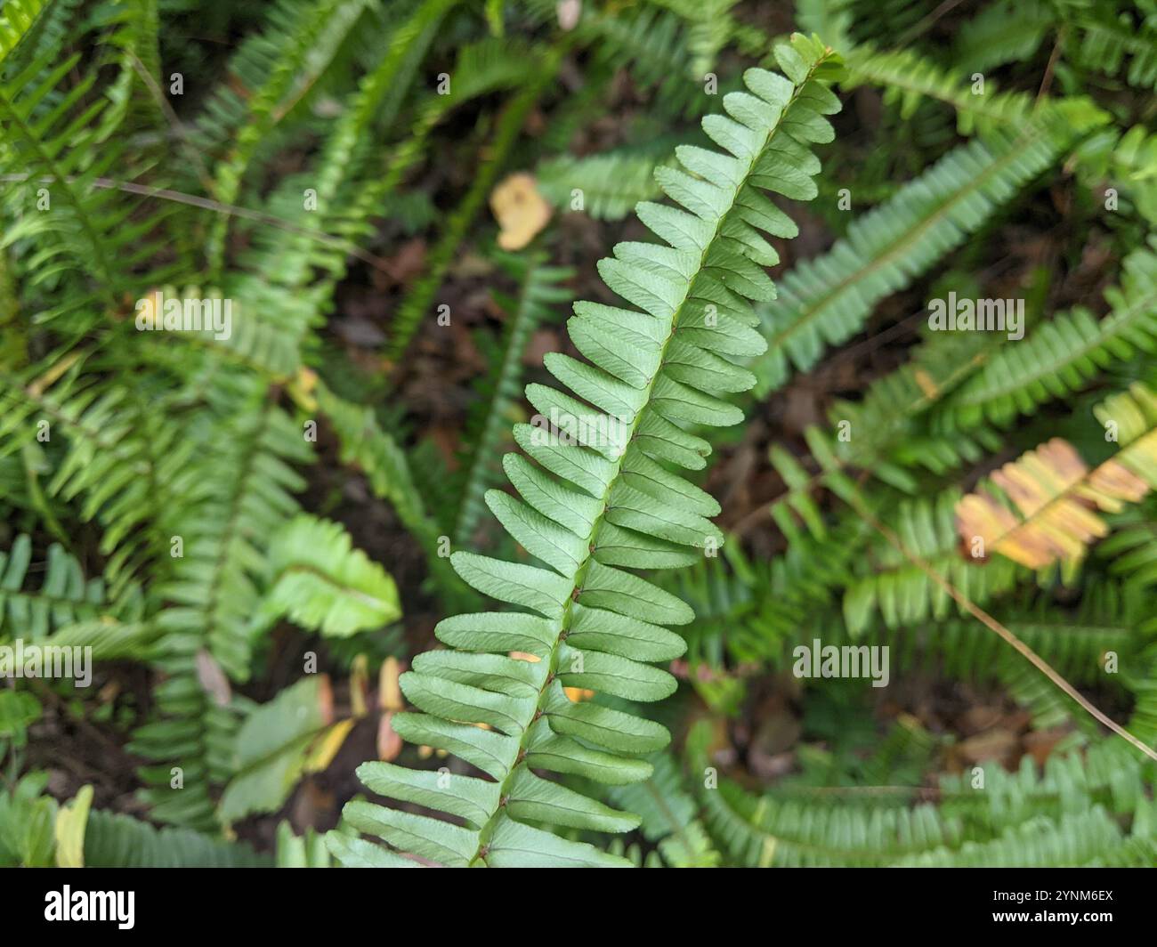 Fishbone Fern (Nephrolepis cordifolia Stock Photo - Alamy