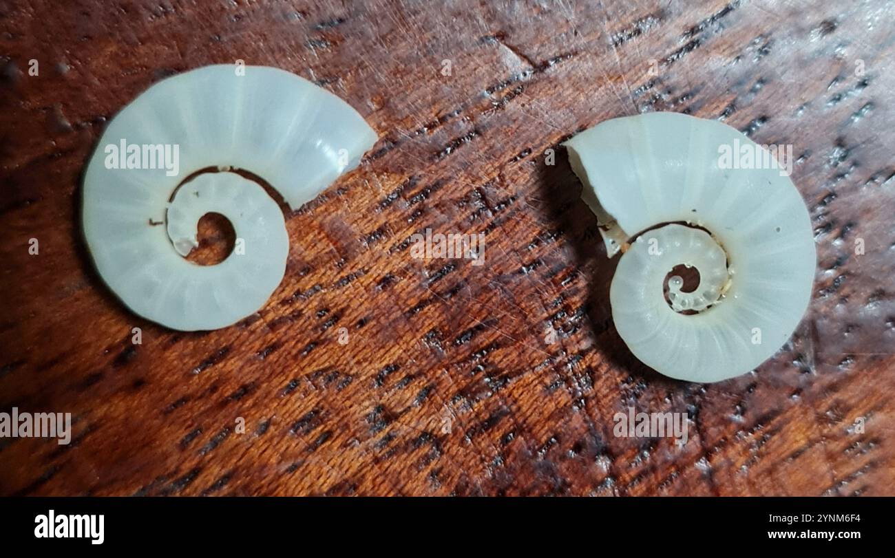 Ram's Horn Squid (Spirula spirula Stock Photo - Alamy