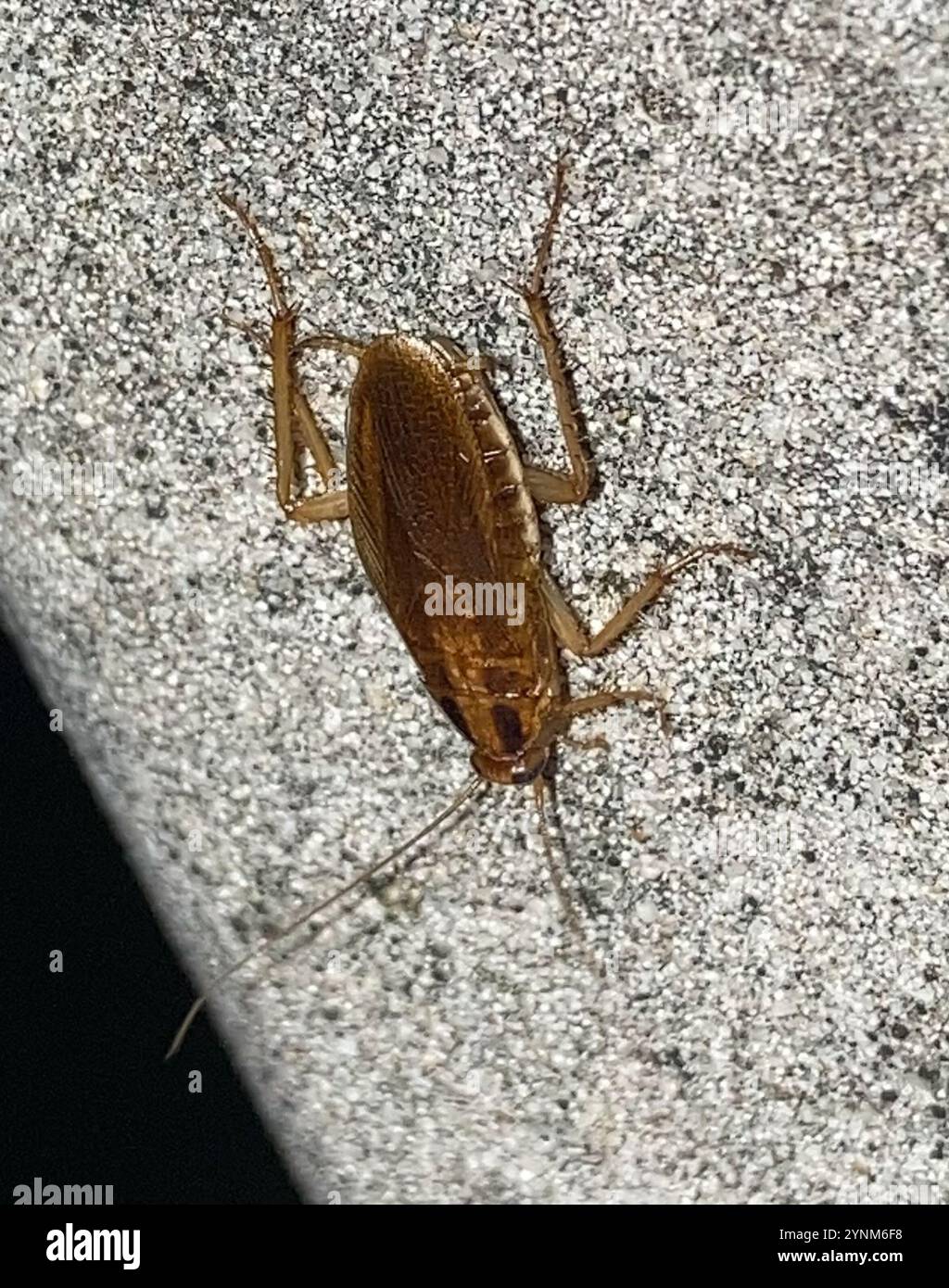 German Cockroach (Blattella germanica Stock Photo - Alamy