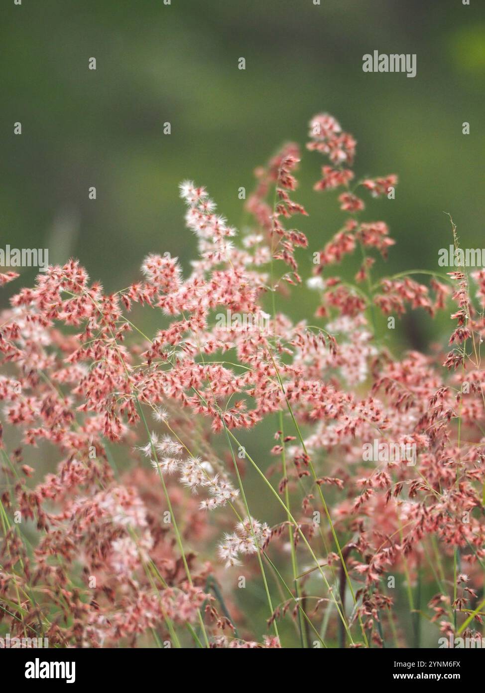 Natal grass (Melinis repens Stock Photo - Alamy