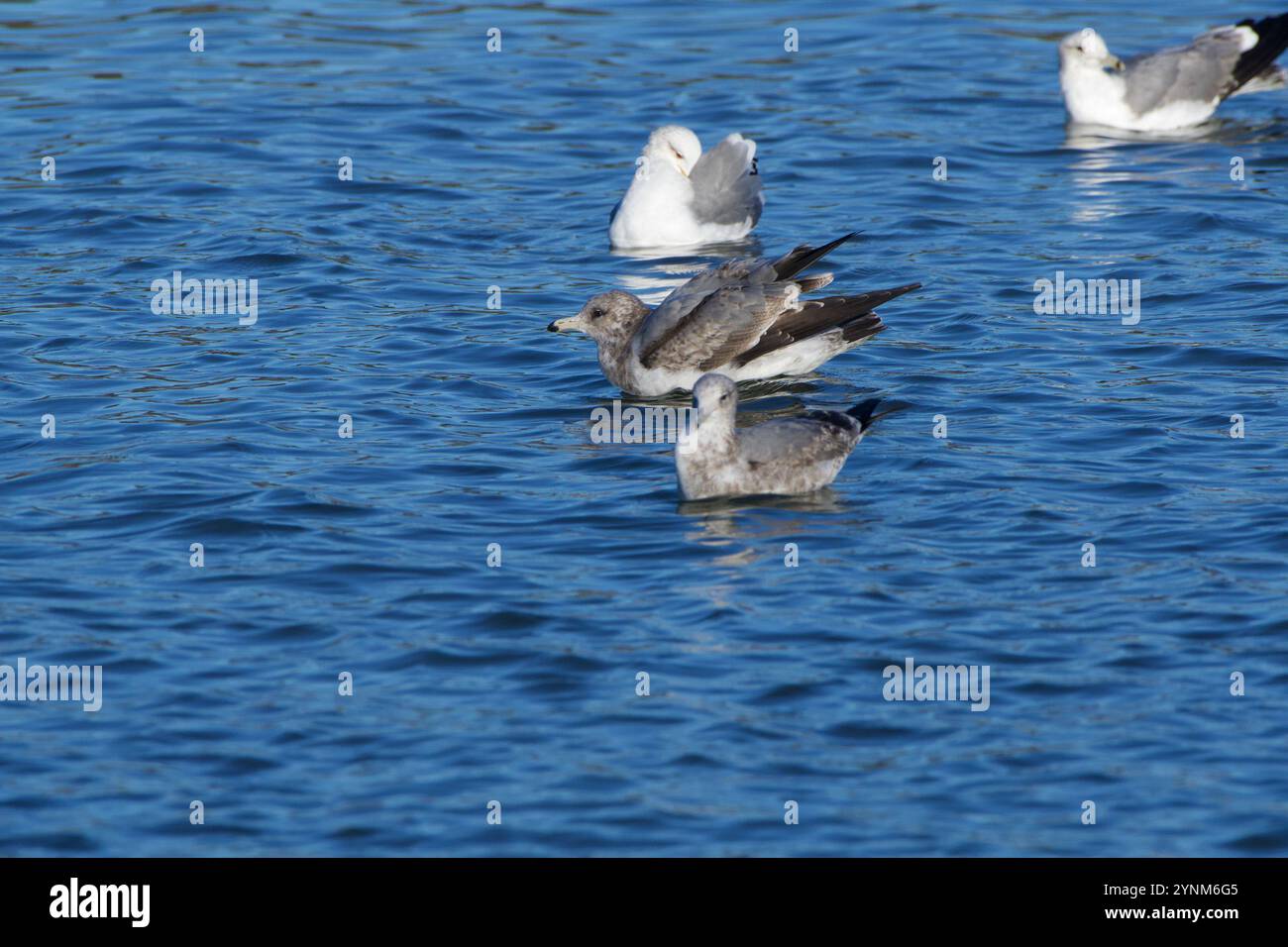 California Gull (Larus californicus Stock Photo - Alamy