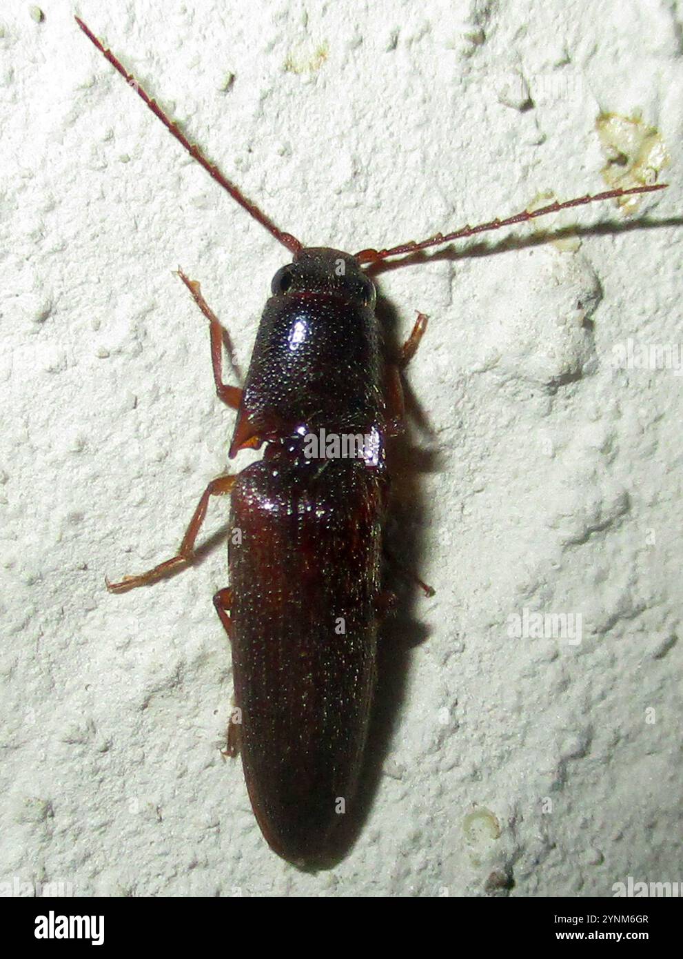 Click Beetles (Elateridae Stock Photo - Alamy