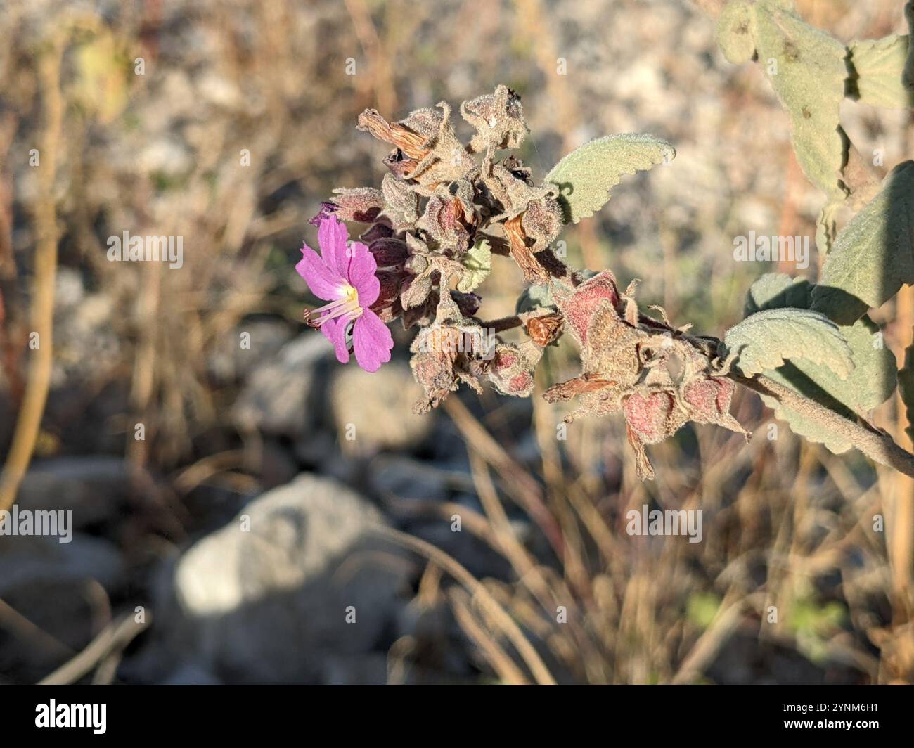 Tea_bush hi-res stock photography and images - Alamy