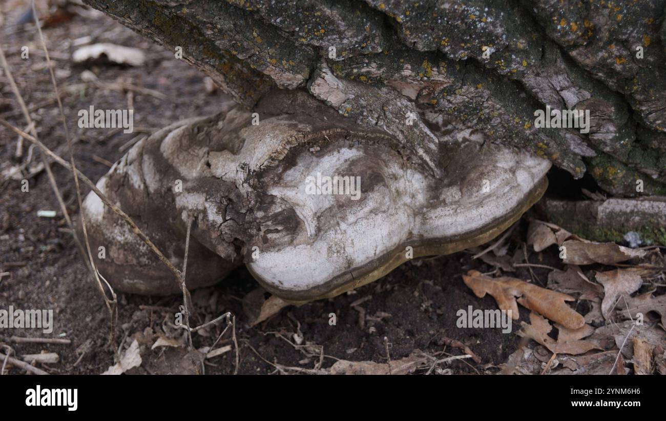 Hoof Fungus (Fomes fomentarius Stock Photo - Alamy