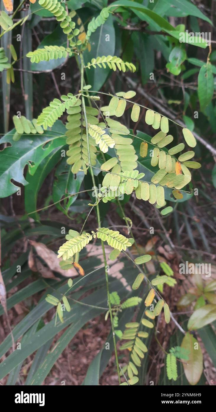 rosary pea (Abrus precatorius Stock Photo - Alamy