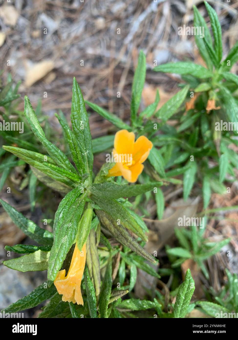 orange bush monkeyflower (Diplacus aurantiacus Stock Photo - Alamy