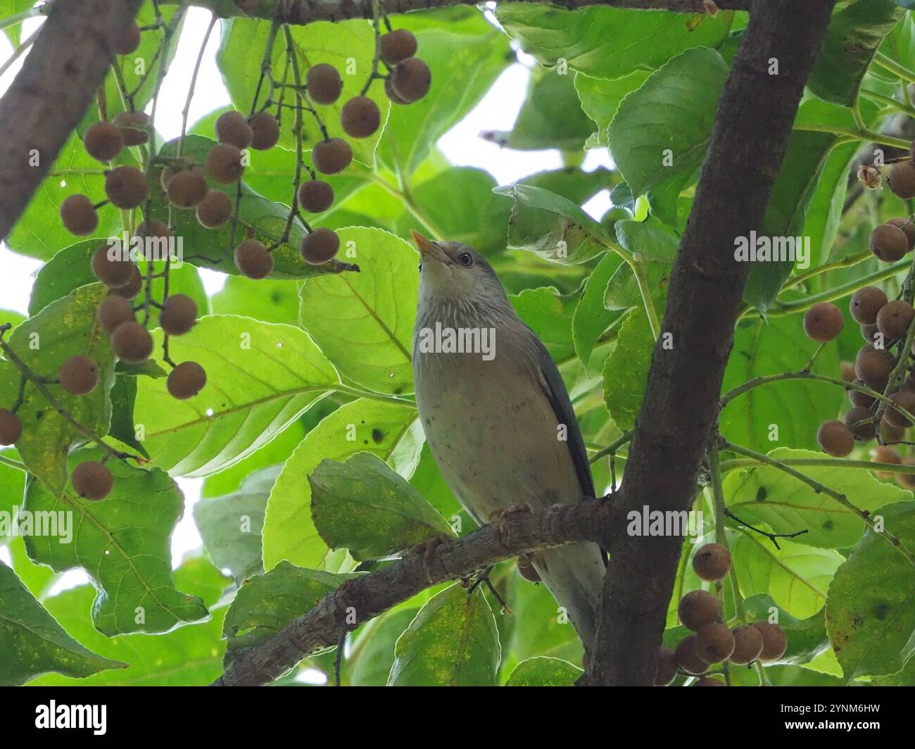 Chestnut-tailed Starling (Sturnia malabarica Stock Photo - Alamy