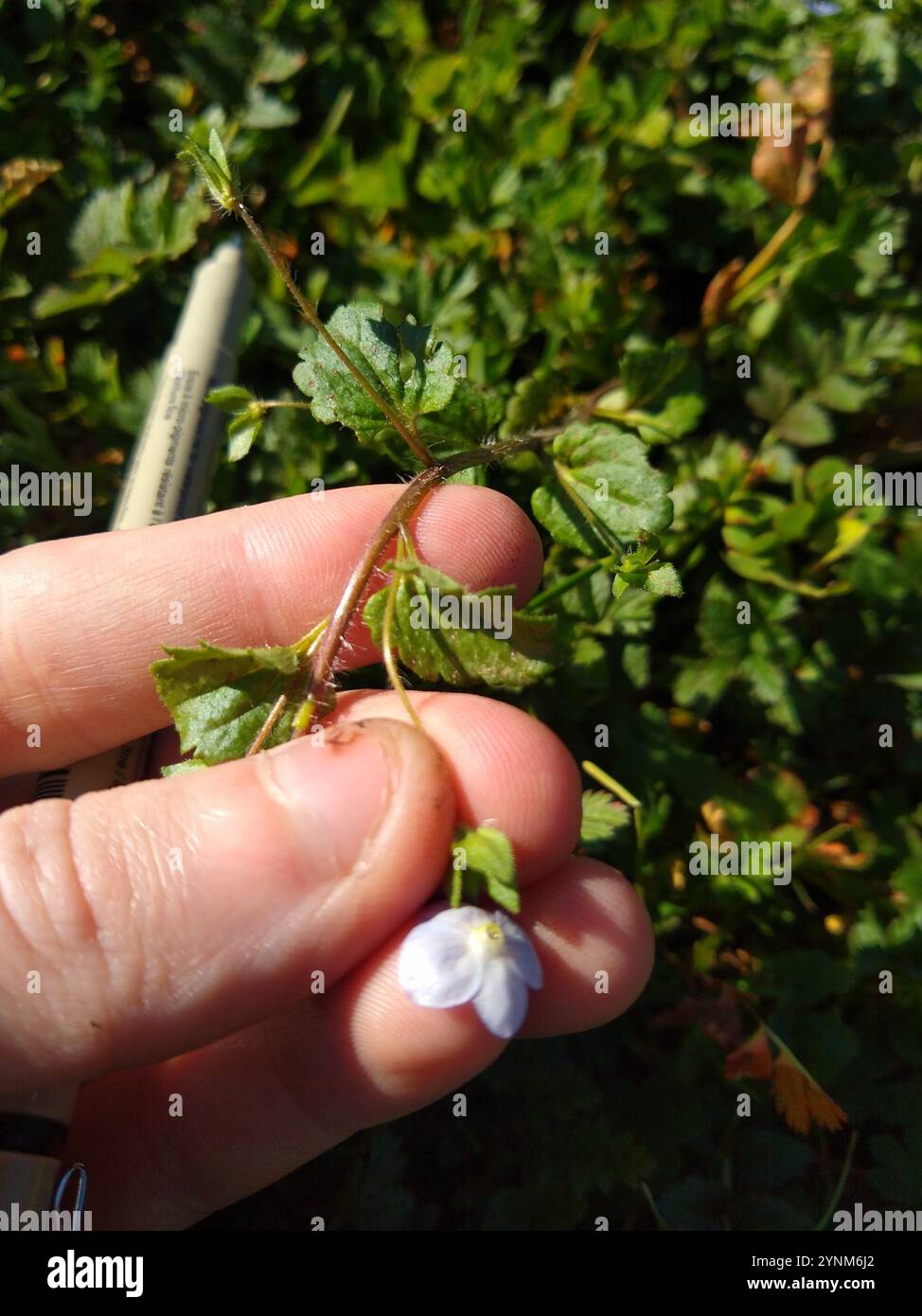 bird's-eye speedwell (Veronica persica Stock Photo - Alamy
