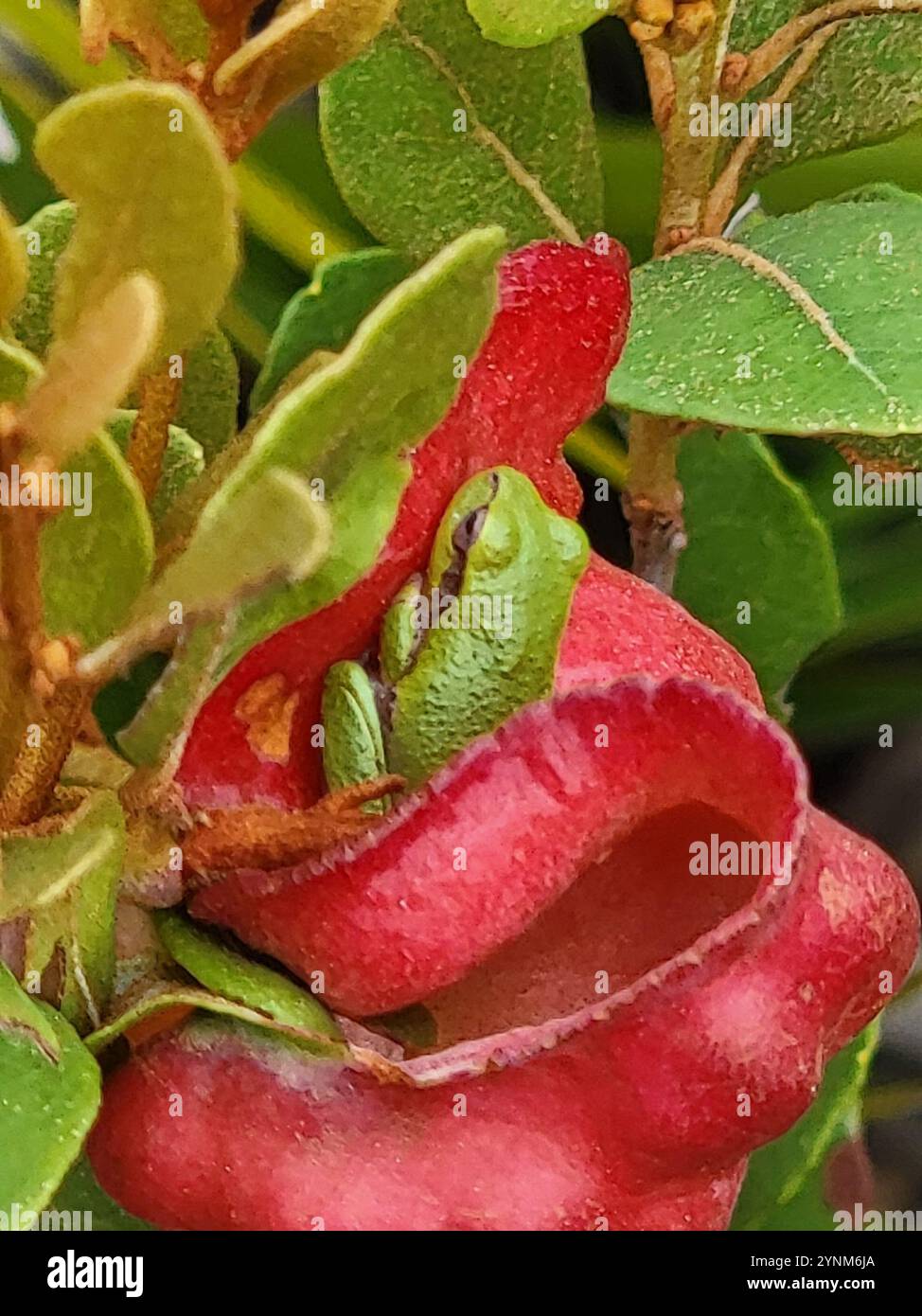 Pine Woods Tree Frog (Hyla femoralis Stock Photo - Alamy