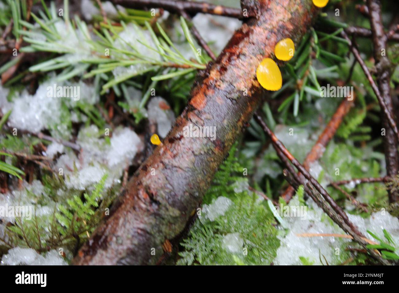 alpine jelly cone (Guepiniopsis alpina Stock Photo - Alamy
