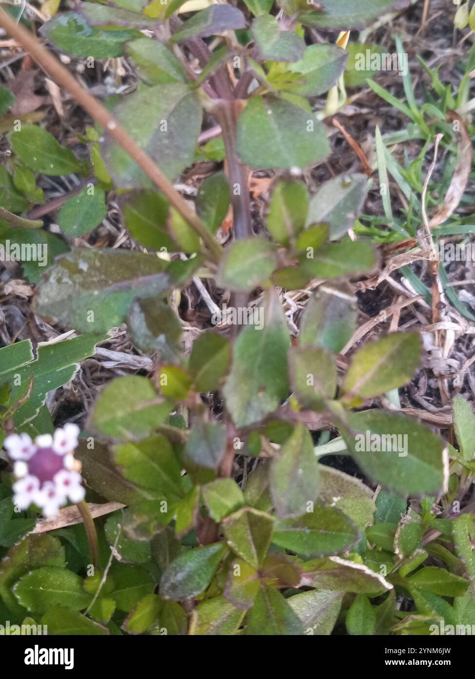 turkey tangle frogfruit (Phyla nodiflora Stock Photo - Alamy