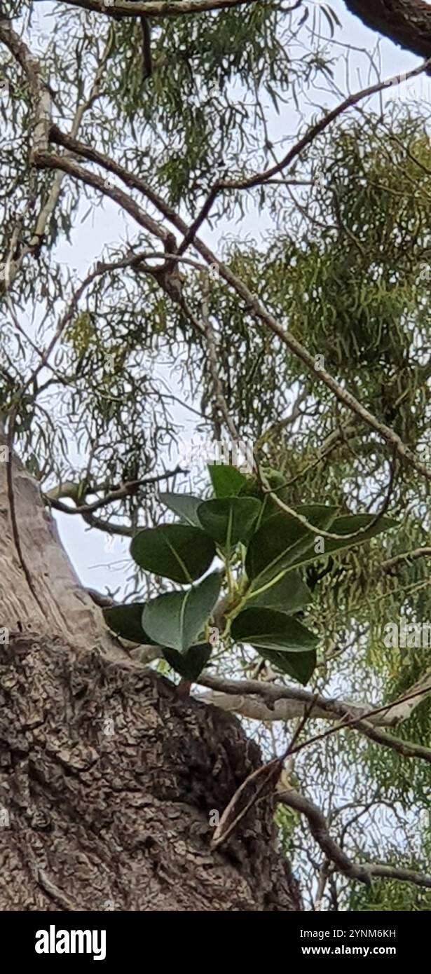 Port Jackson fig (Ficus rubiginosa Stock Photo - Alamy