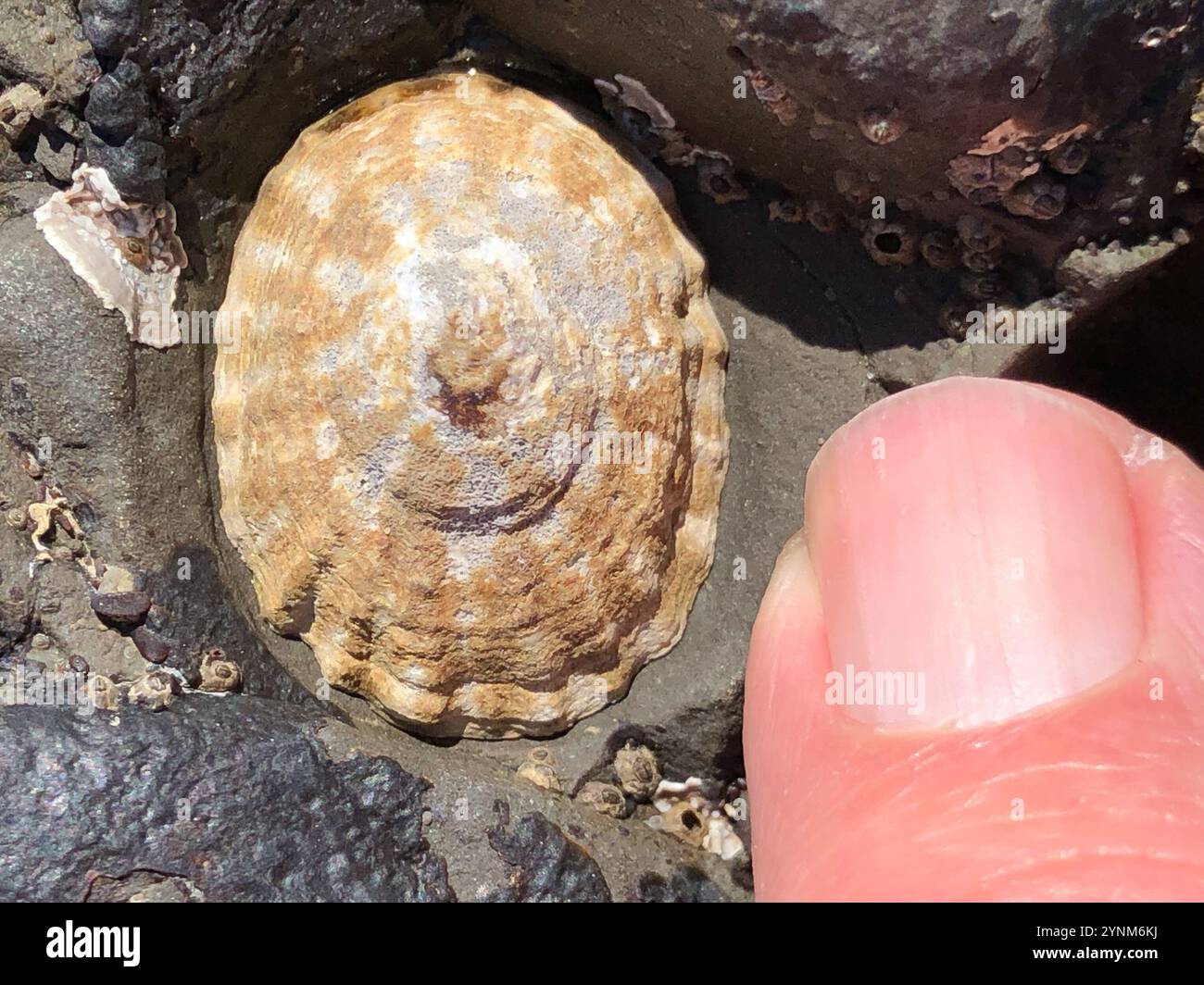 Shield Limpet (Lottia pelta Stock Photo - Alamy