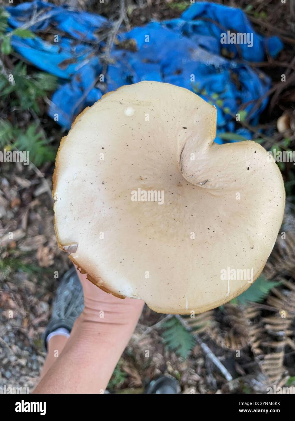 Tawaka (Cyclocybe parasitica Stock Photo - Alamy