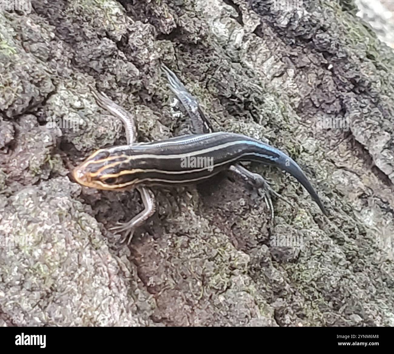 Toothy Skinks (Plestiodon Stock Photo - Alamy