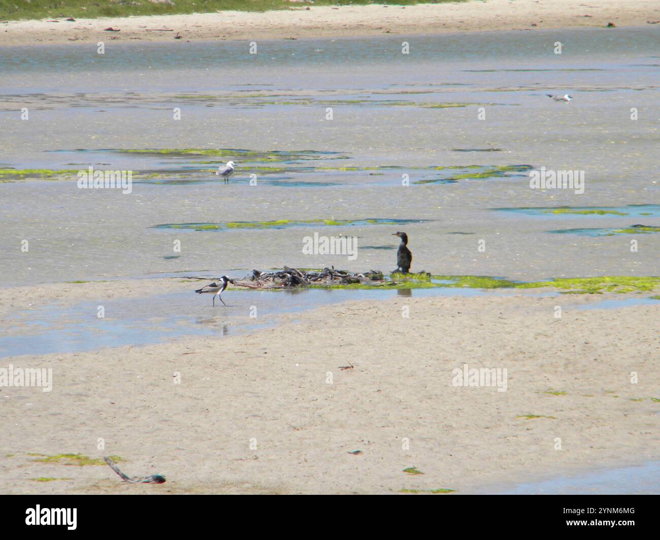 Lesser Cormorants (Microcarbo Stock Photo - Alamy