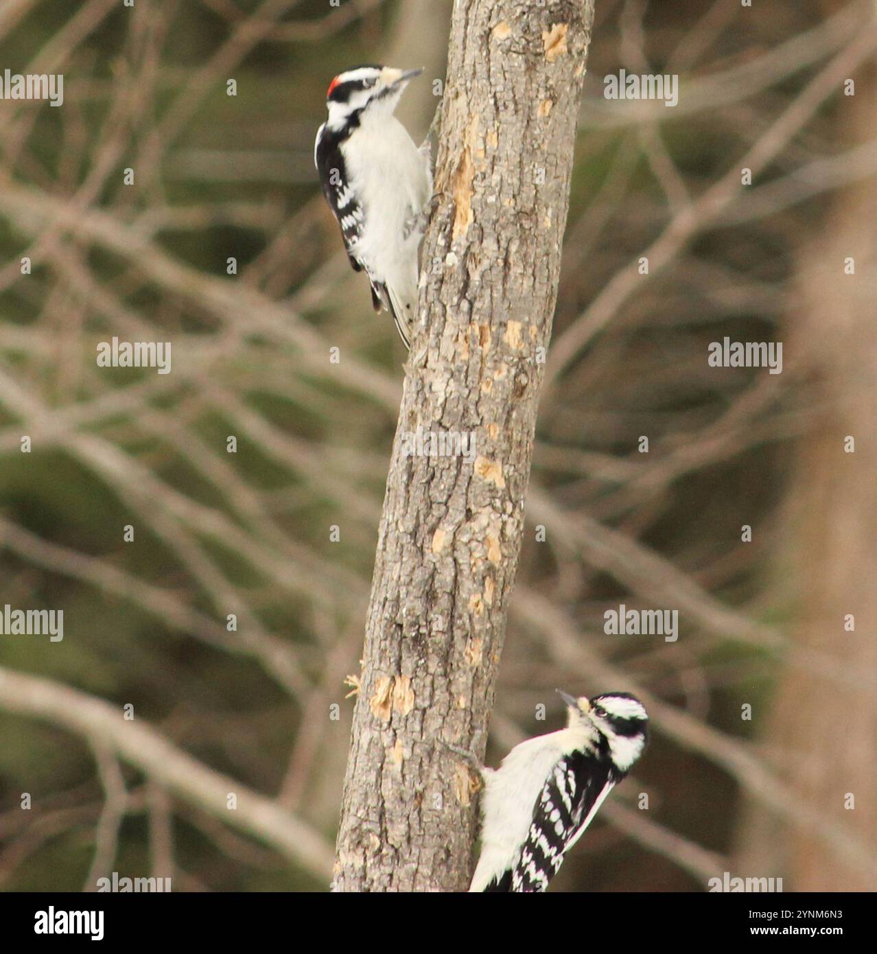 Downy Woodpecker (Dryobates pubescens Stock Photo - Alamy