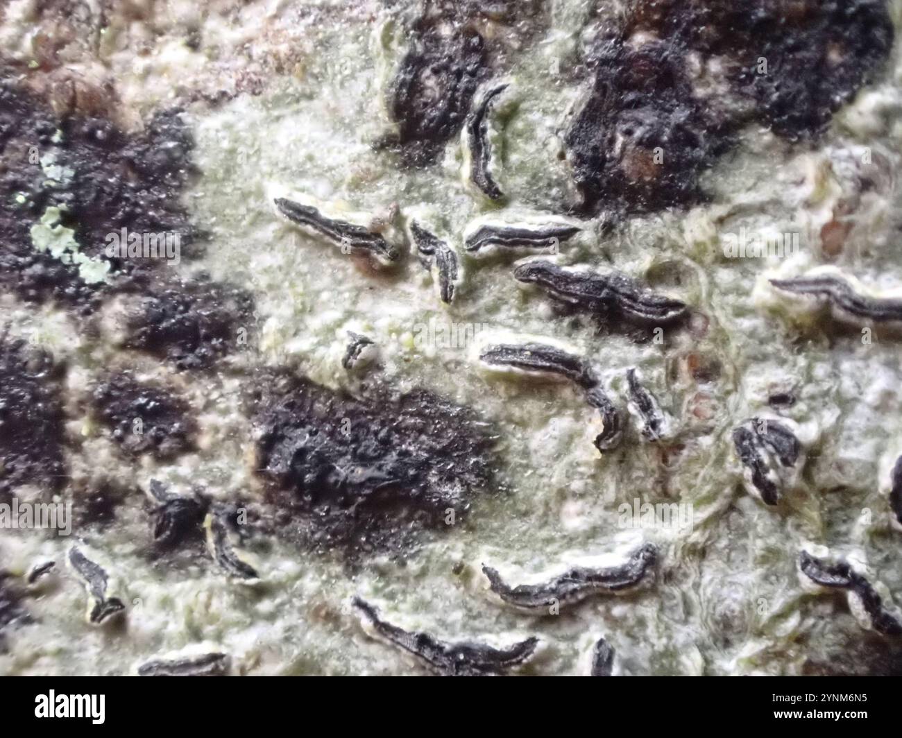 Common Script Lichen (Graphis scripta Stock Photo - Alamy