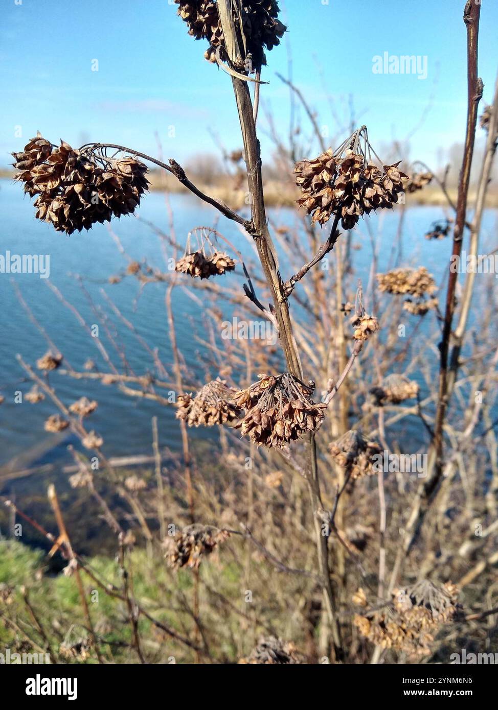 Pacific ninebark (Physocarpus capitatus Stock Photo - Alamy
