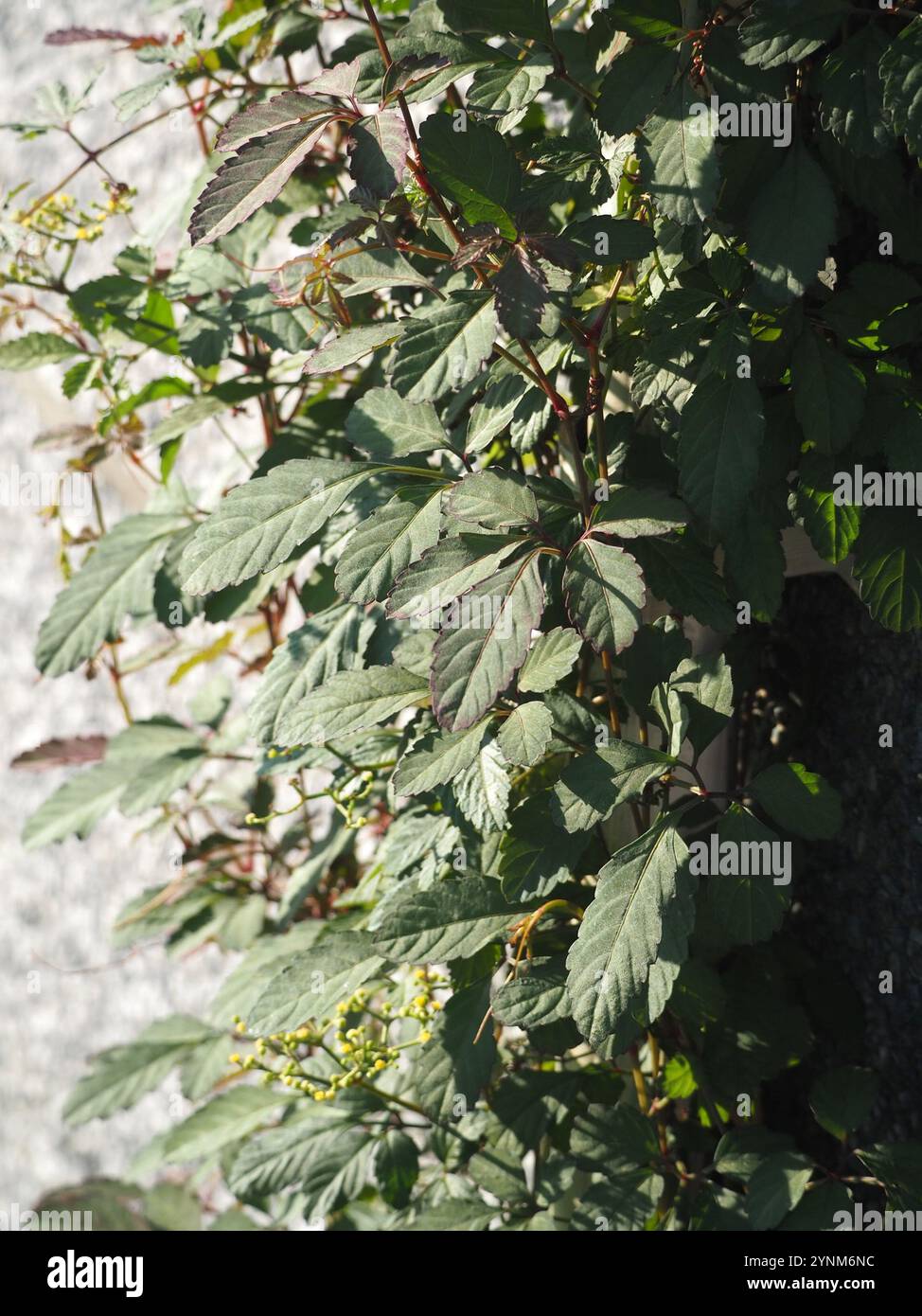 Bushkiller (Causonis japonica Stock Photo - Alamy