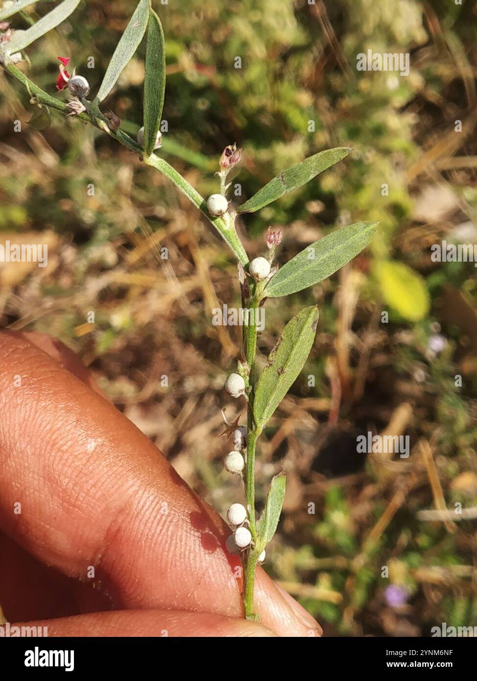 Indigofera linifolia hi-res stock photography and images - Alamy