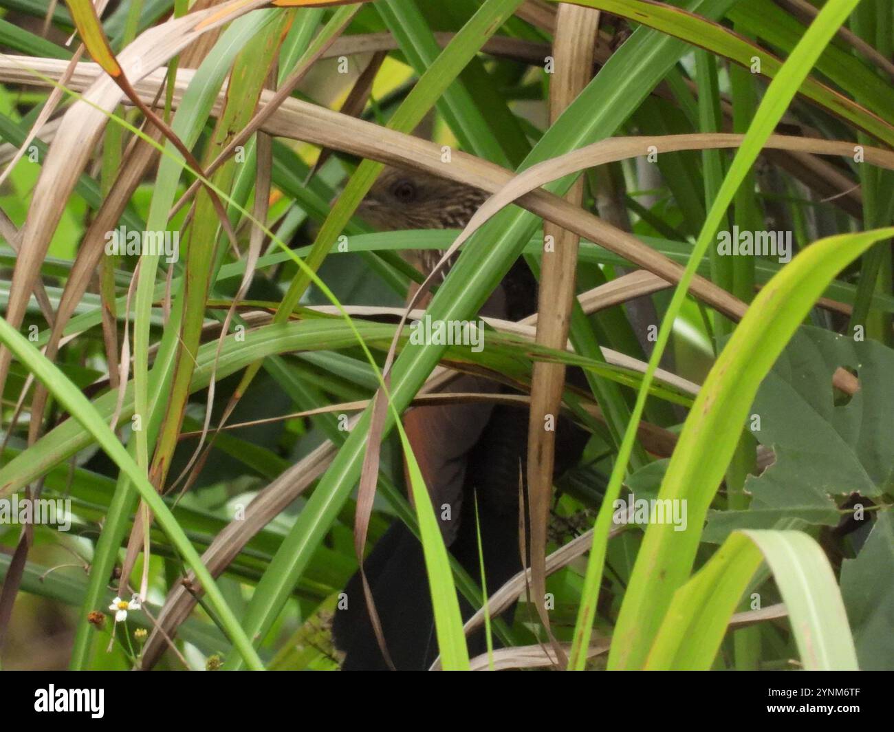 Lesser Coucal (Centropus bengalensis Stock Photo - Alamy