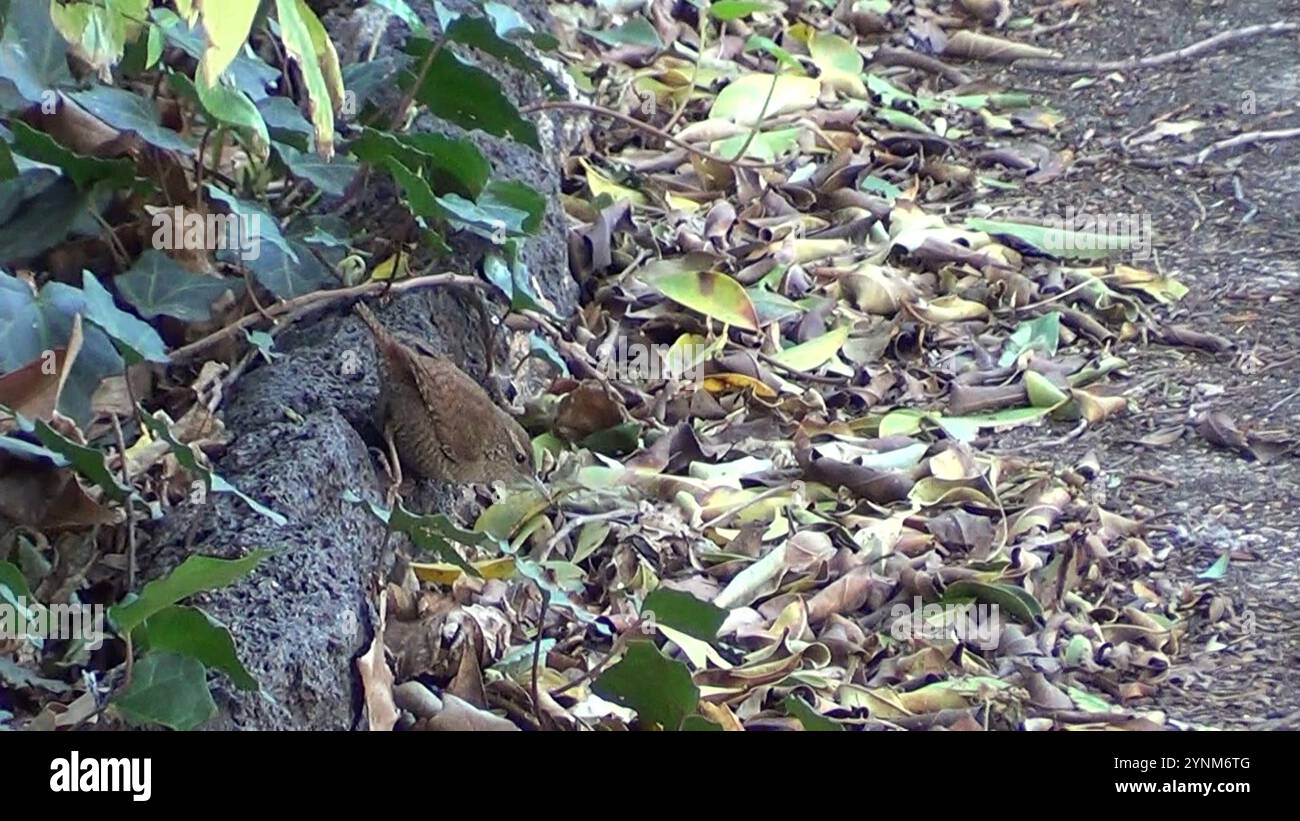 Eurasian Wren (Troglodytes troglodytes Stock Photo - Alamy