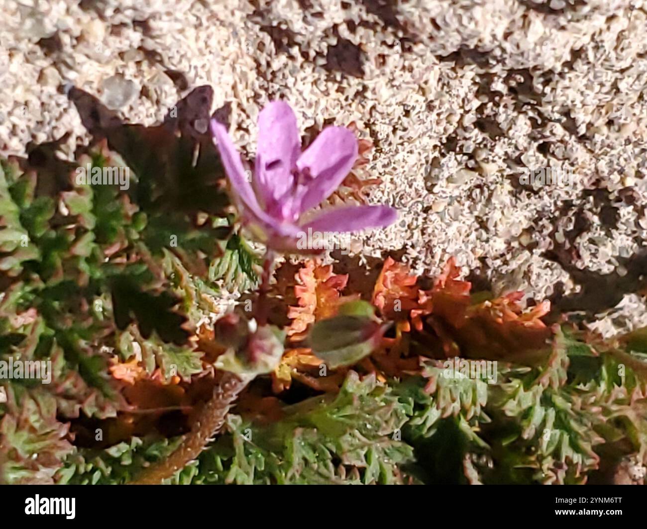Redstem Stork's-bill (Erodium cicutarium Stock Photo - Alamy