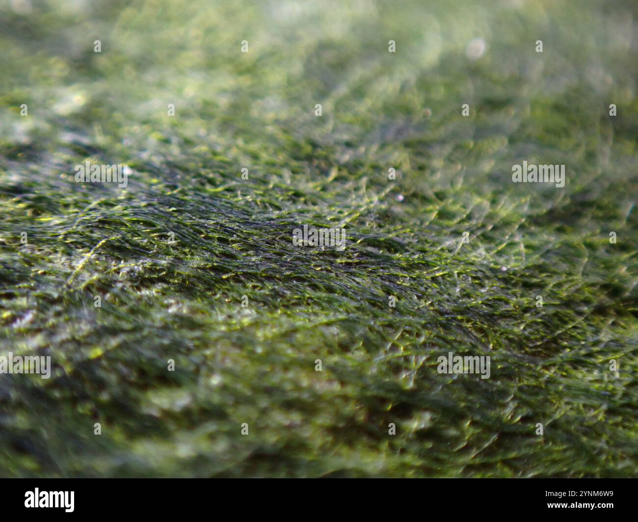 Ulothrix hi-res stock photography and images - Alamy