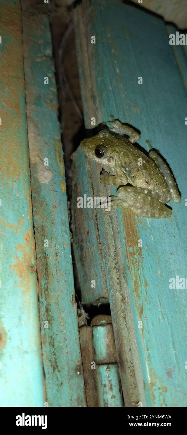 Argentine Snouted Tree Frog (Scinax granulatus Stock Photo - Alamy