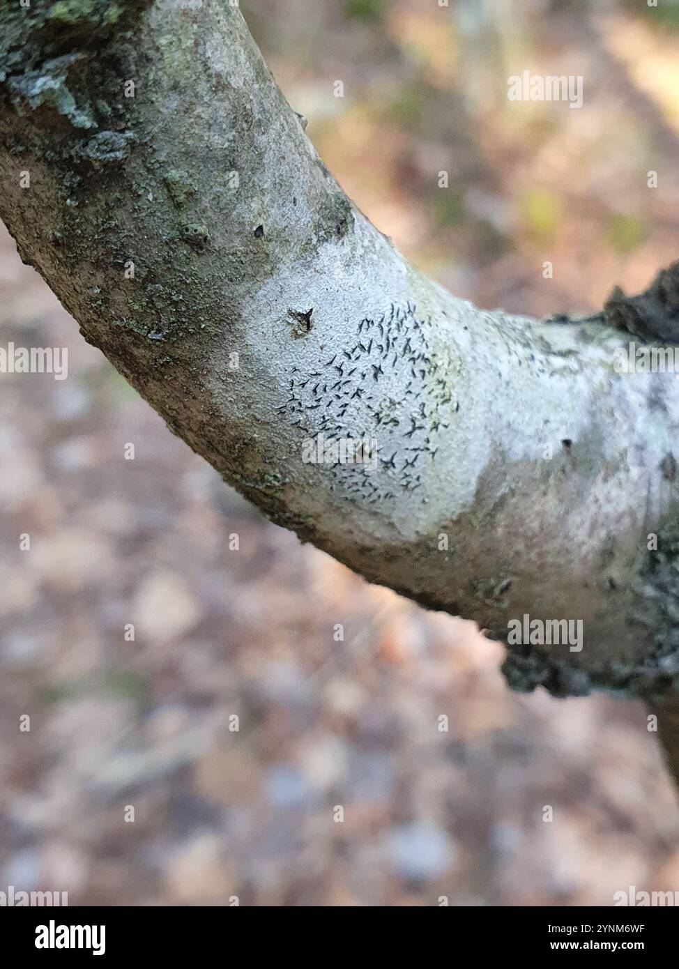 Common Script Lichen (Graphis scripta Stock Photo - Alamy