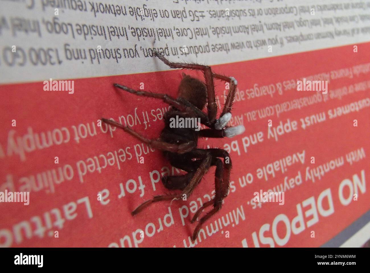Brown Trapdoor Spiders (Arbanitis Stock Photo - Alamy