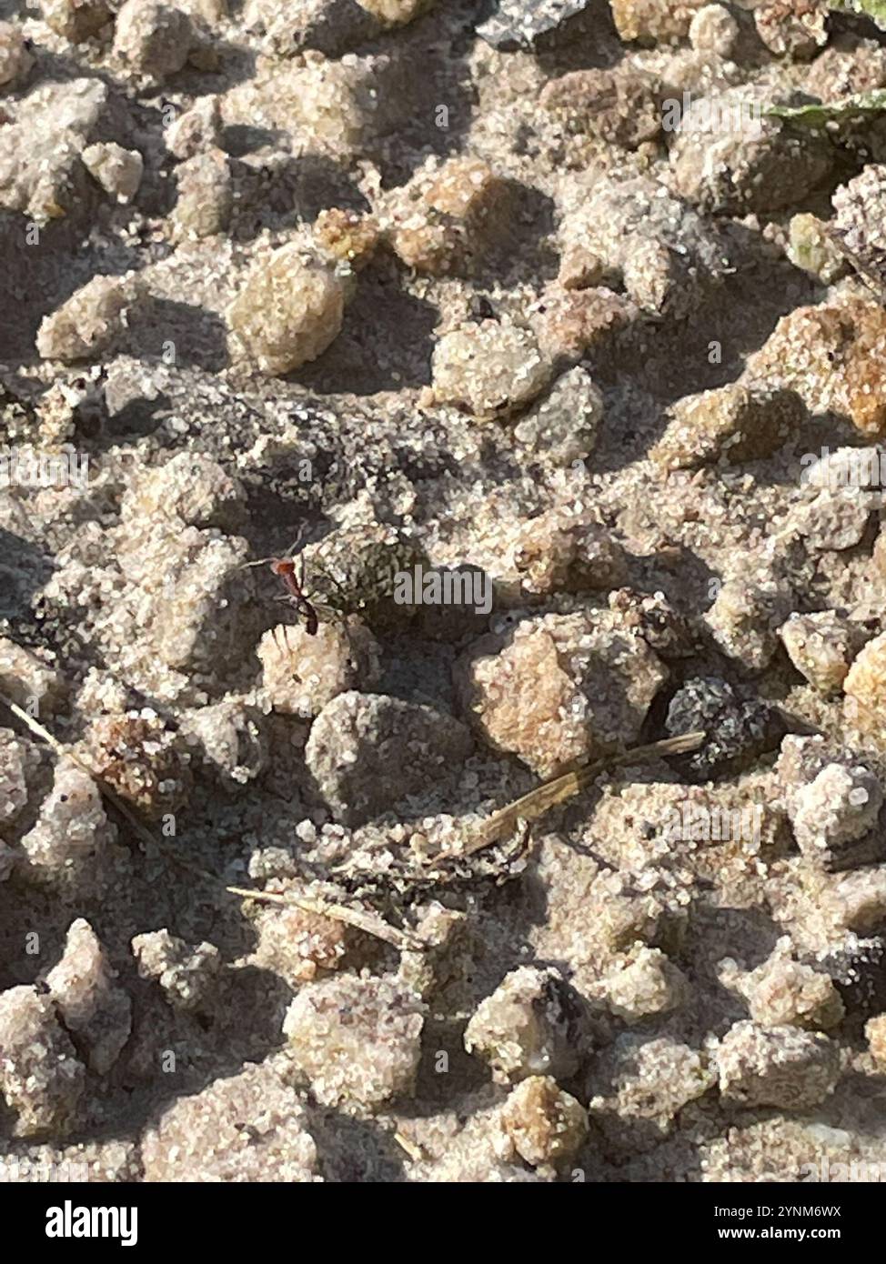 Southern Meat Ant (Iridomyrmex purpureus Stock Photo - Alamy