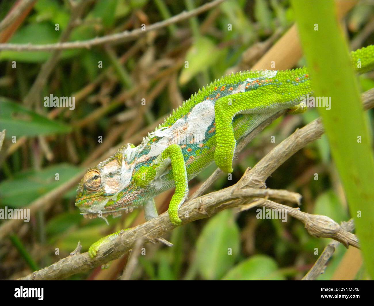 Cape Dwarf Chameleon (Bradypodion pumilum Stock Photo - Alamy