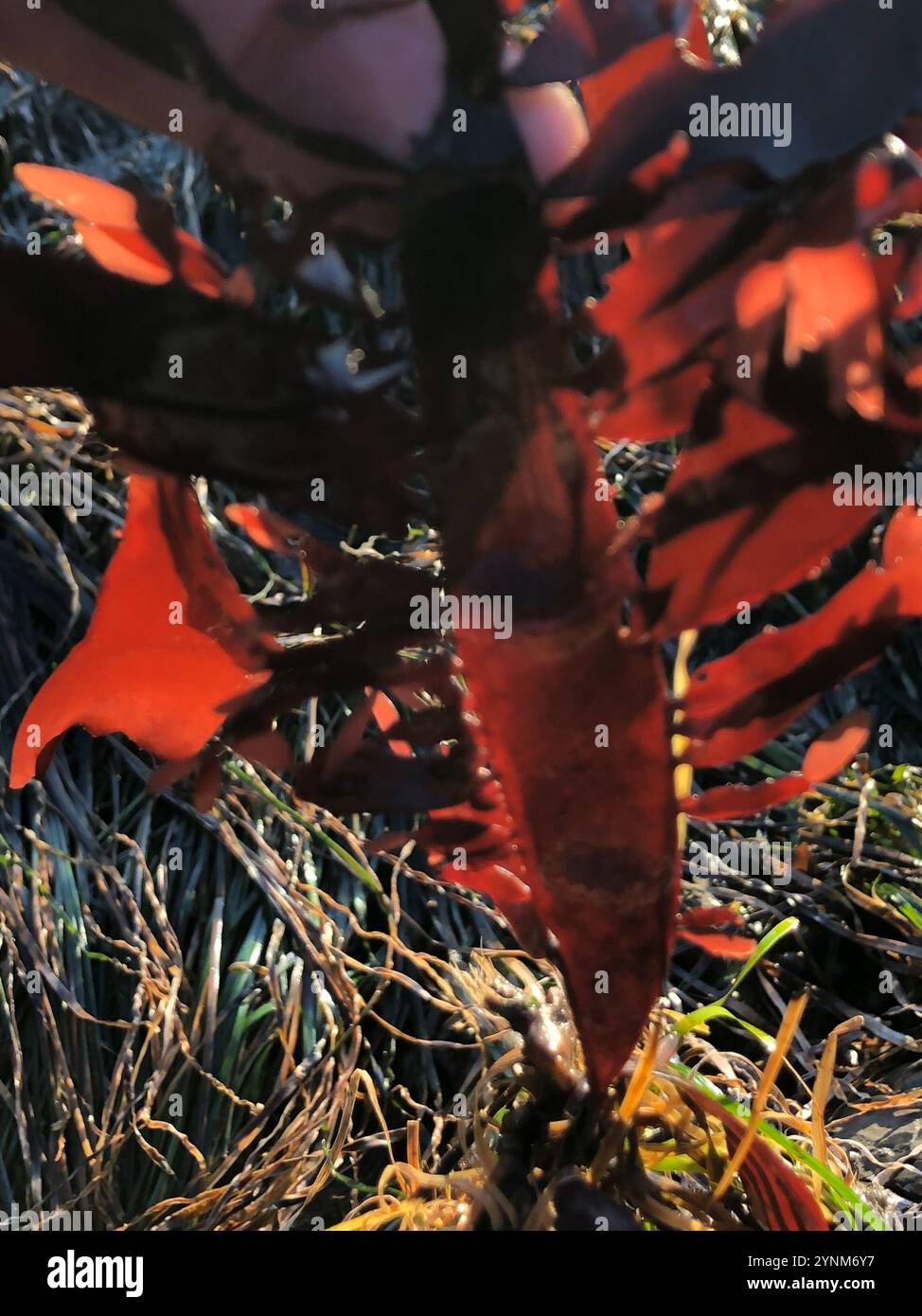 Bleach Weed (Prionitis sternbergii Stock Photo - Alamy