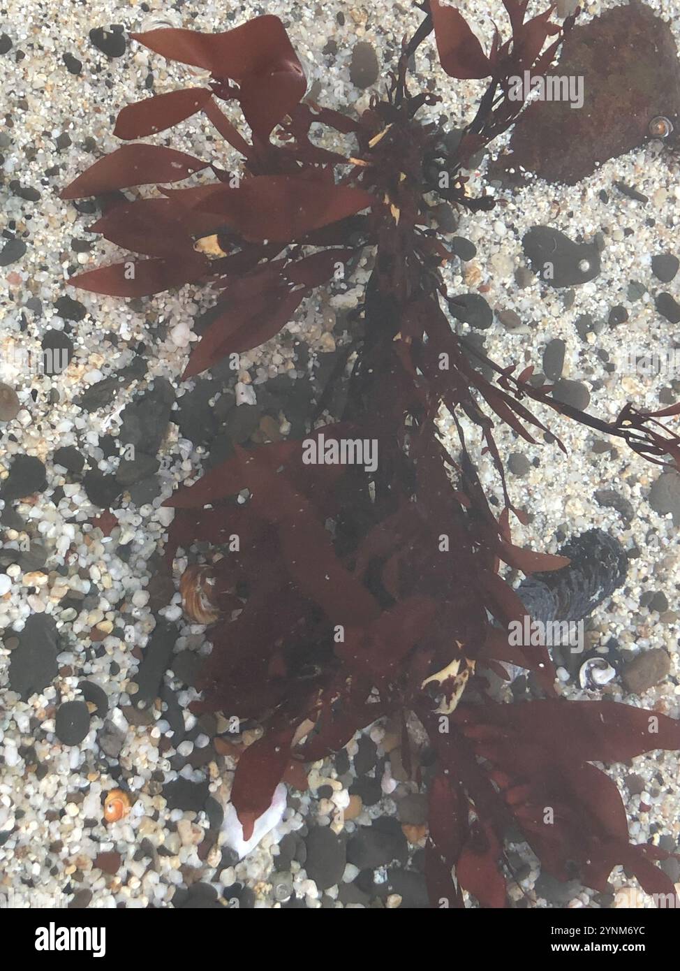 Bleach Weed (Prionitis sternbergii Stock Photo - Alamy