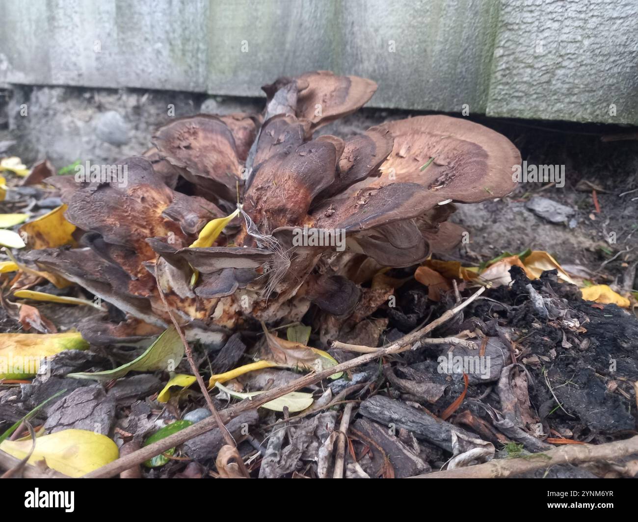 Giant Polypore (Meripilus giganteus Stock Photo - Alamy