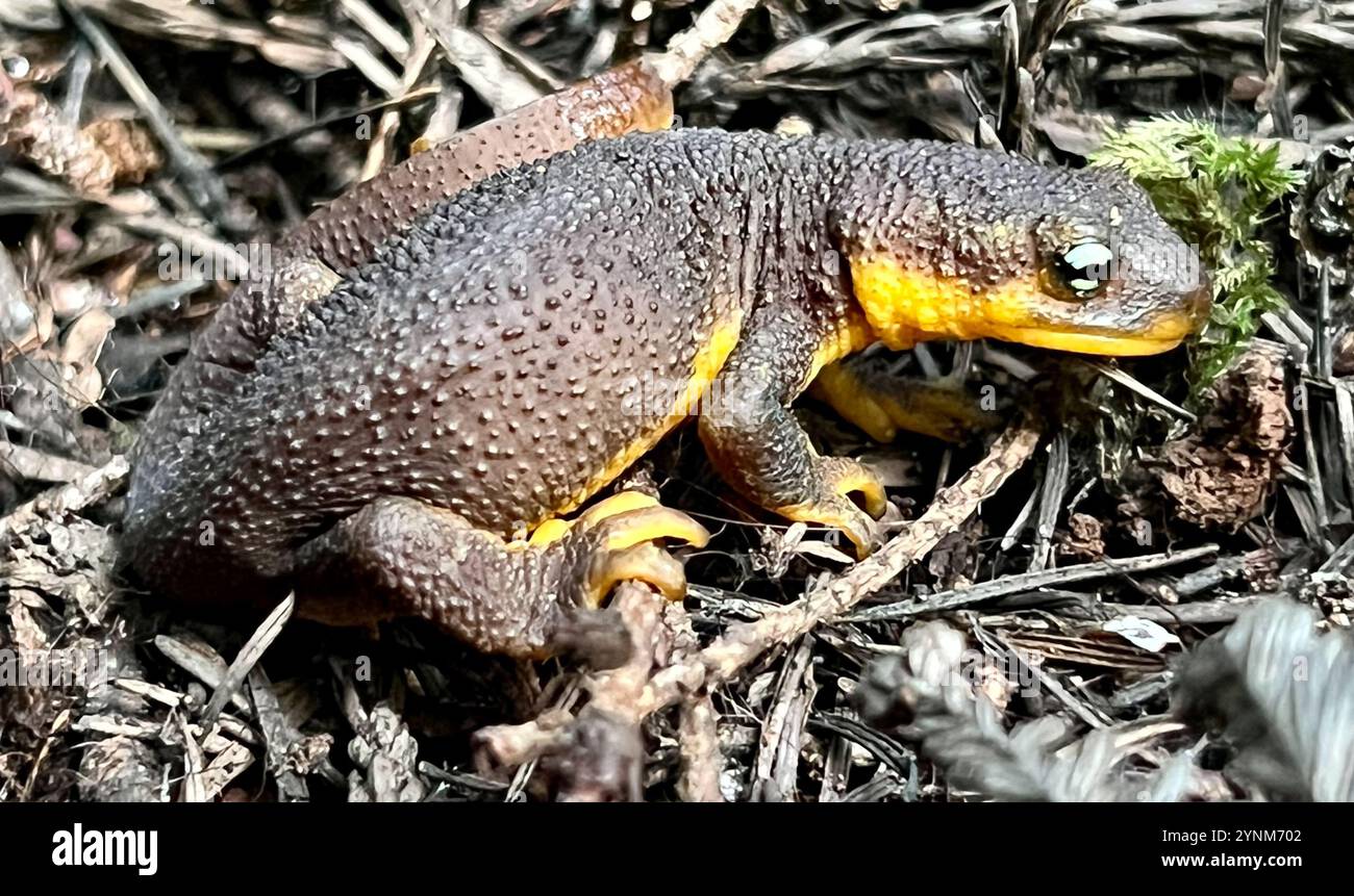 California Newt (Taricha torosa Stock Photo - Alamy